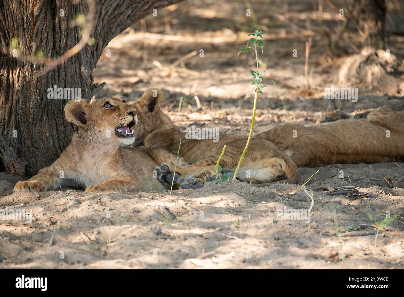 Lion lying in shade of tree Stock Photo - Alamy