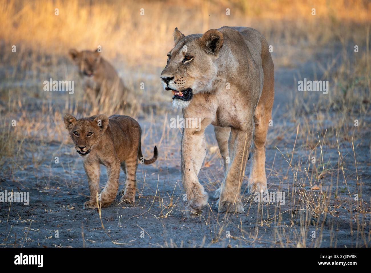Female adult lion walking with cub while checking around for danger ...
