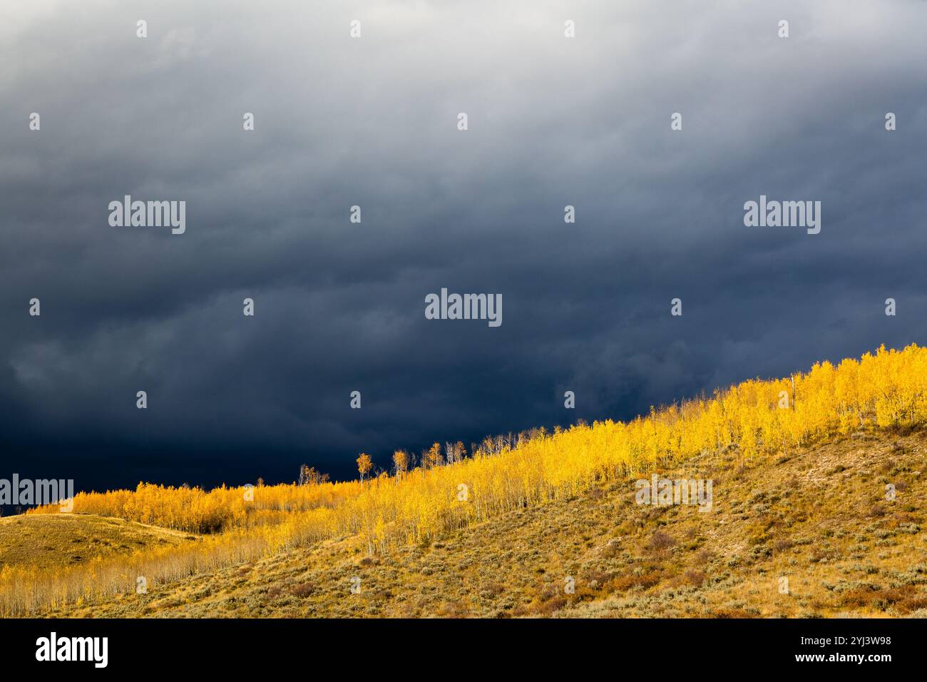 Golden aspen trees lining Shadow Mountain below a thunderstorm, Grand ...