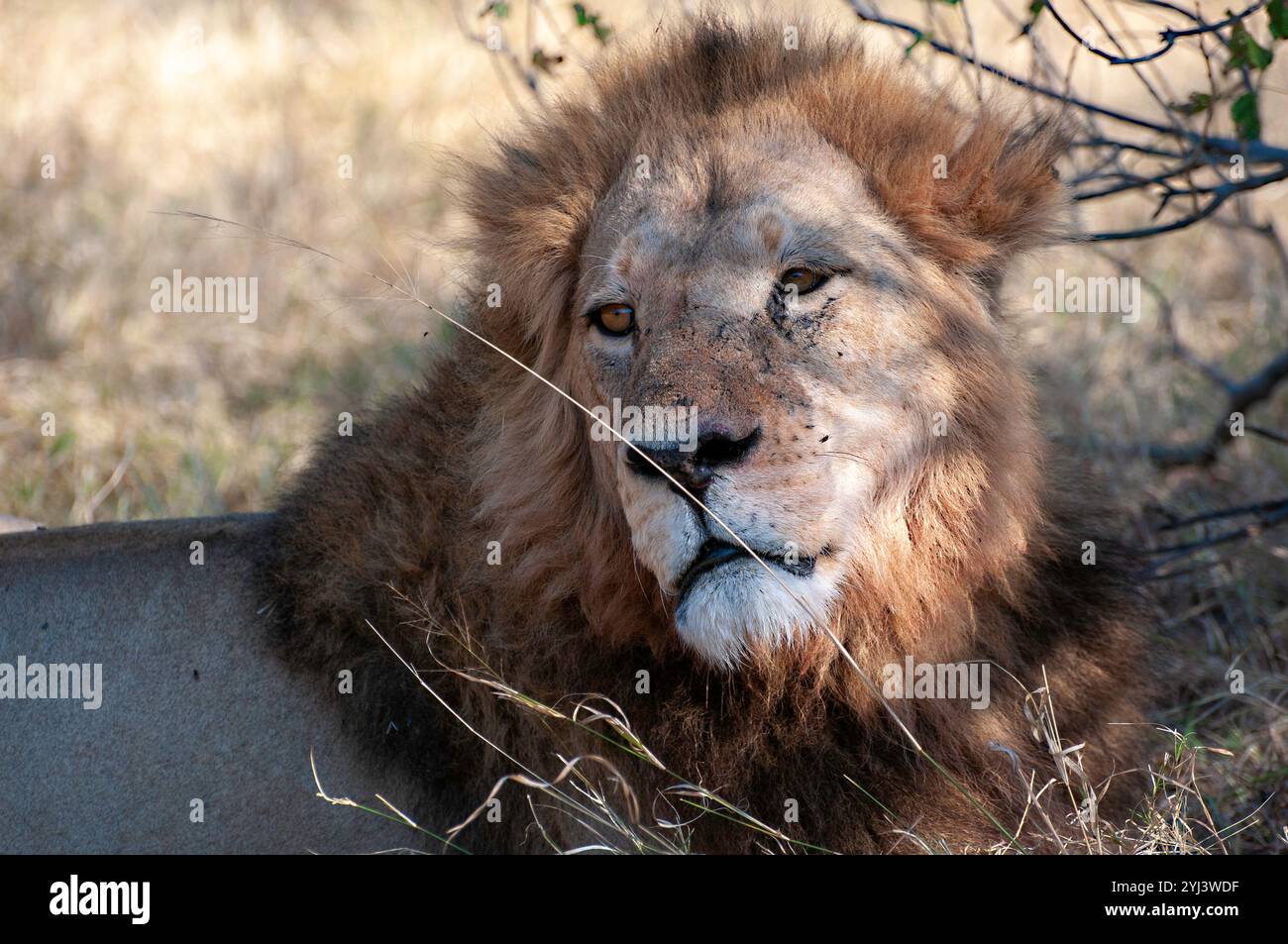 Portrait of Male Lion relaxing in the heat of the day under a bush ...
