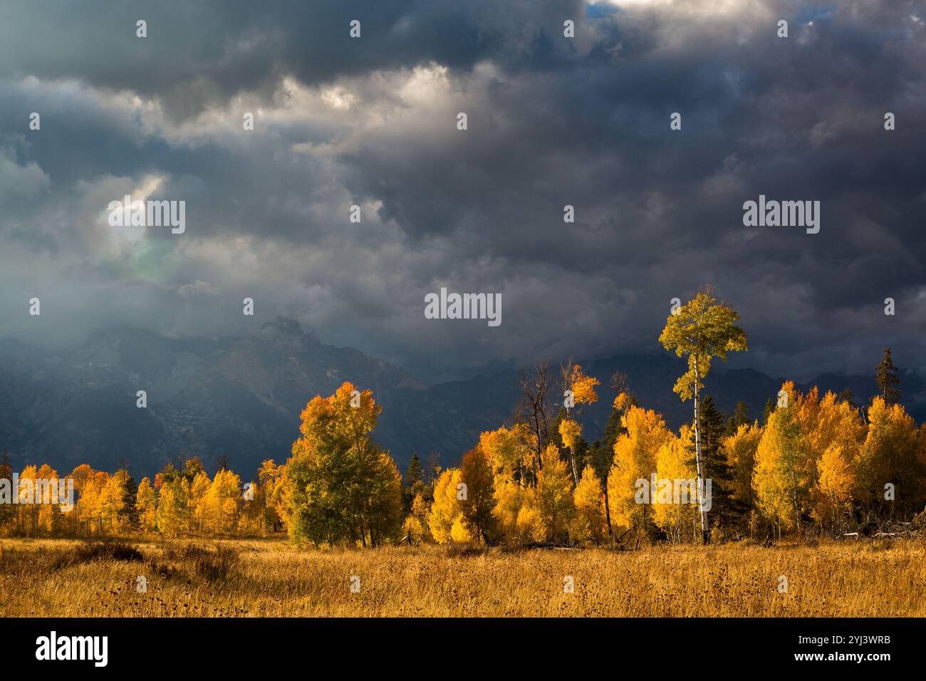 A large autumn aspen grove below stormy weather, Grand Teton National ...