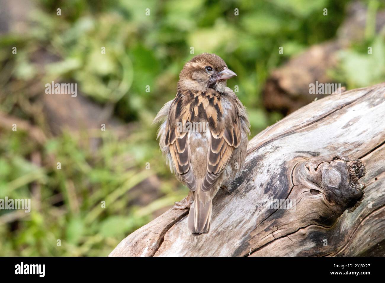 House sparrow on a tree branch, seen from behind and head in profile ...