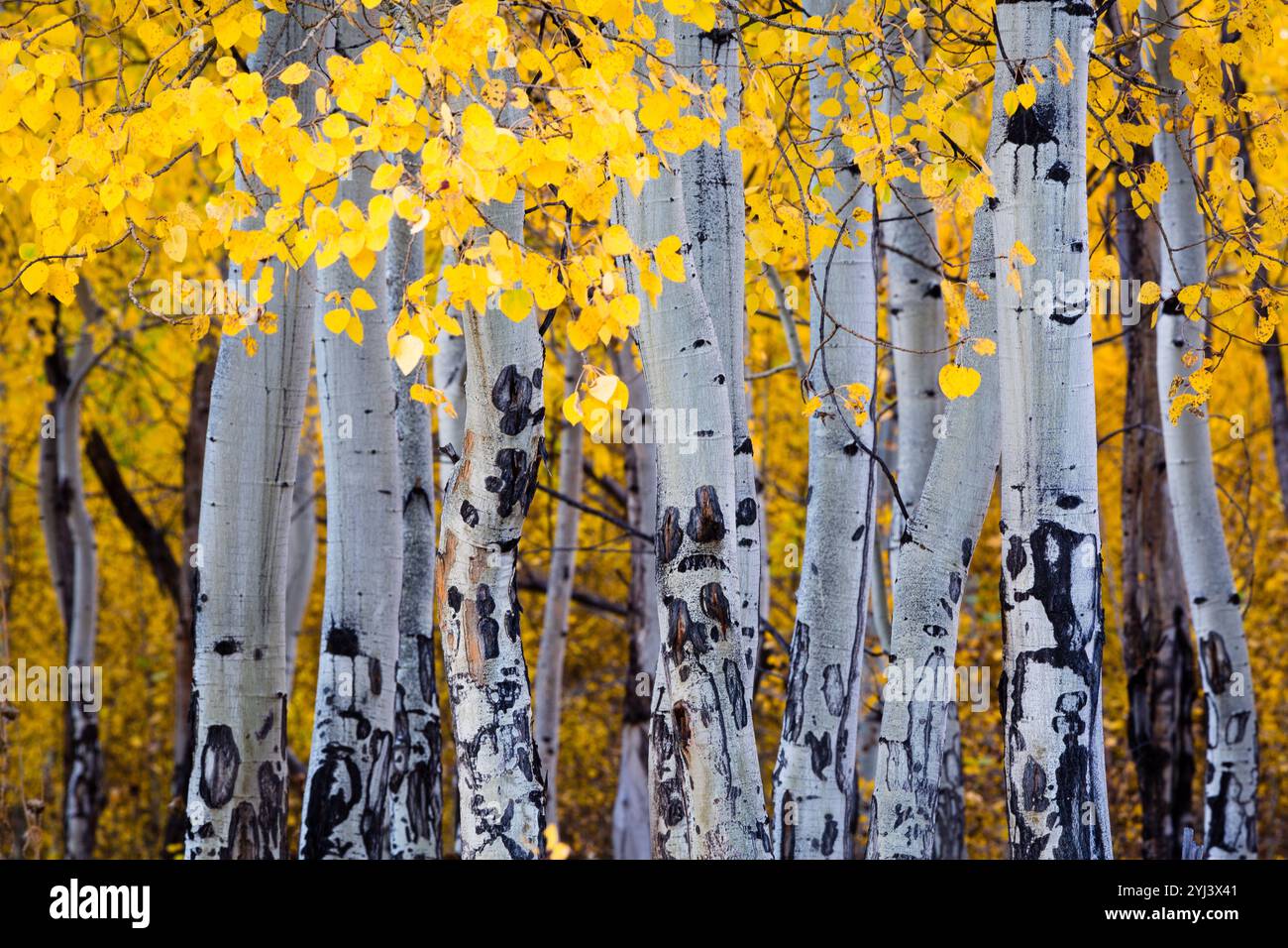 Abstract autumn aspen tree trunks and leaves, Grand Teton National Park ...