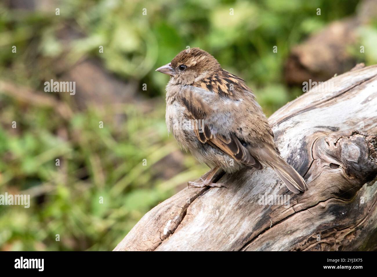 House sparrow on a tree branch, seen from behind and head in profile ...