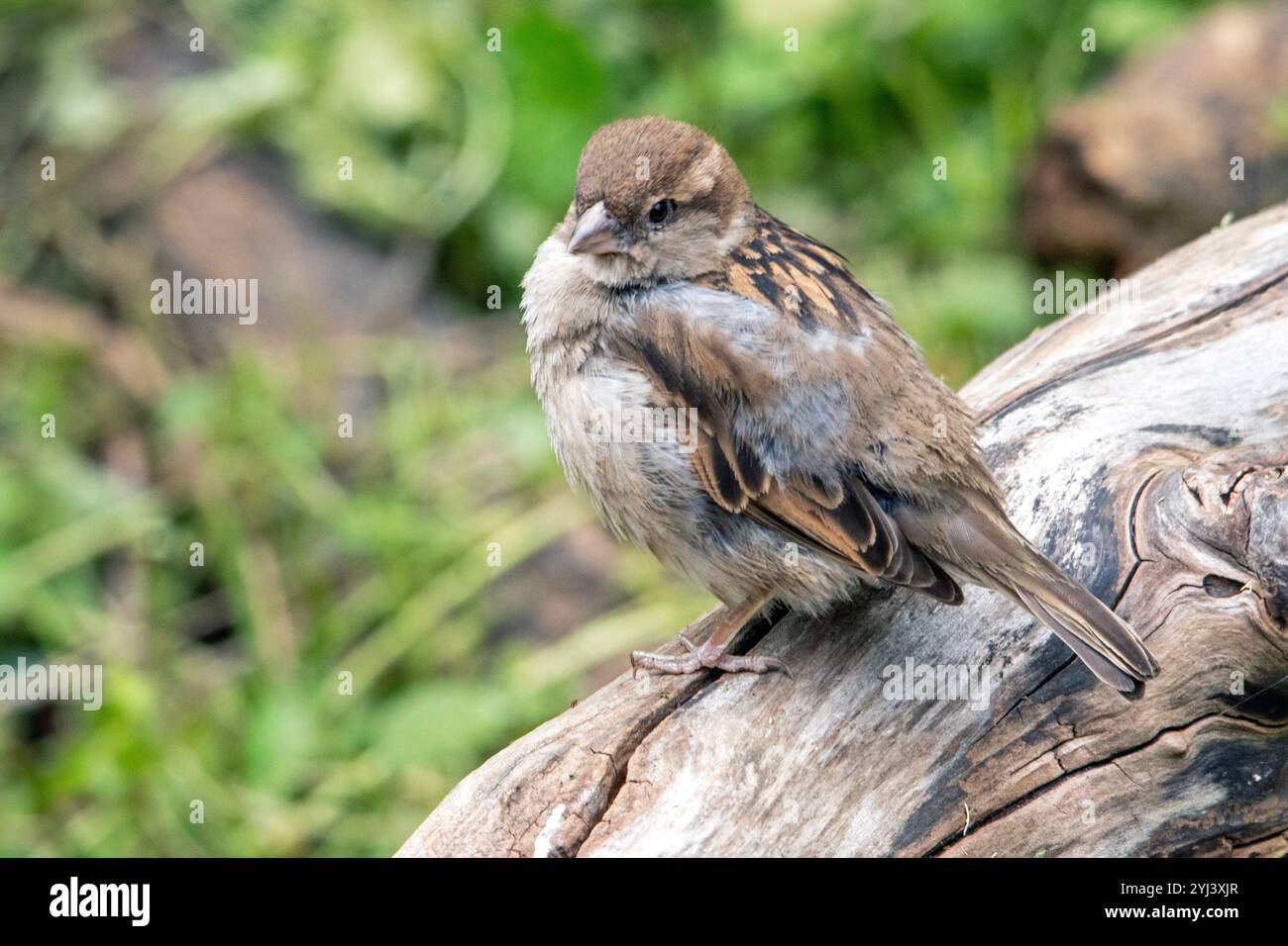House sparrow side view hi-res stock photography and images - Alamy