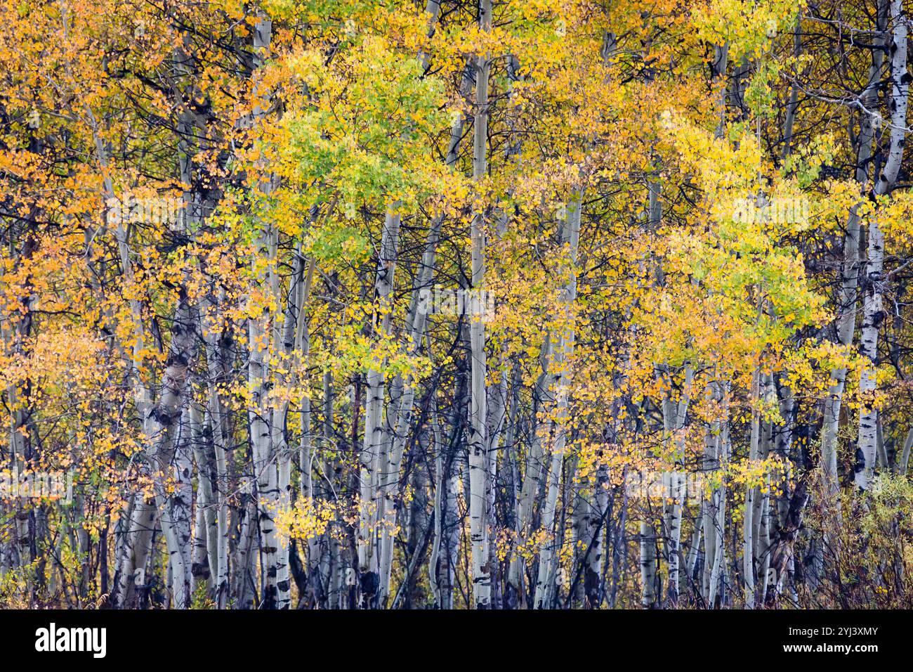 Aspen leaves changing to orange and yellow for autumn, Grand Teton ...