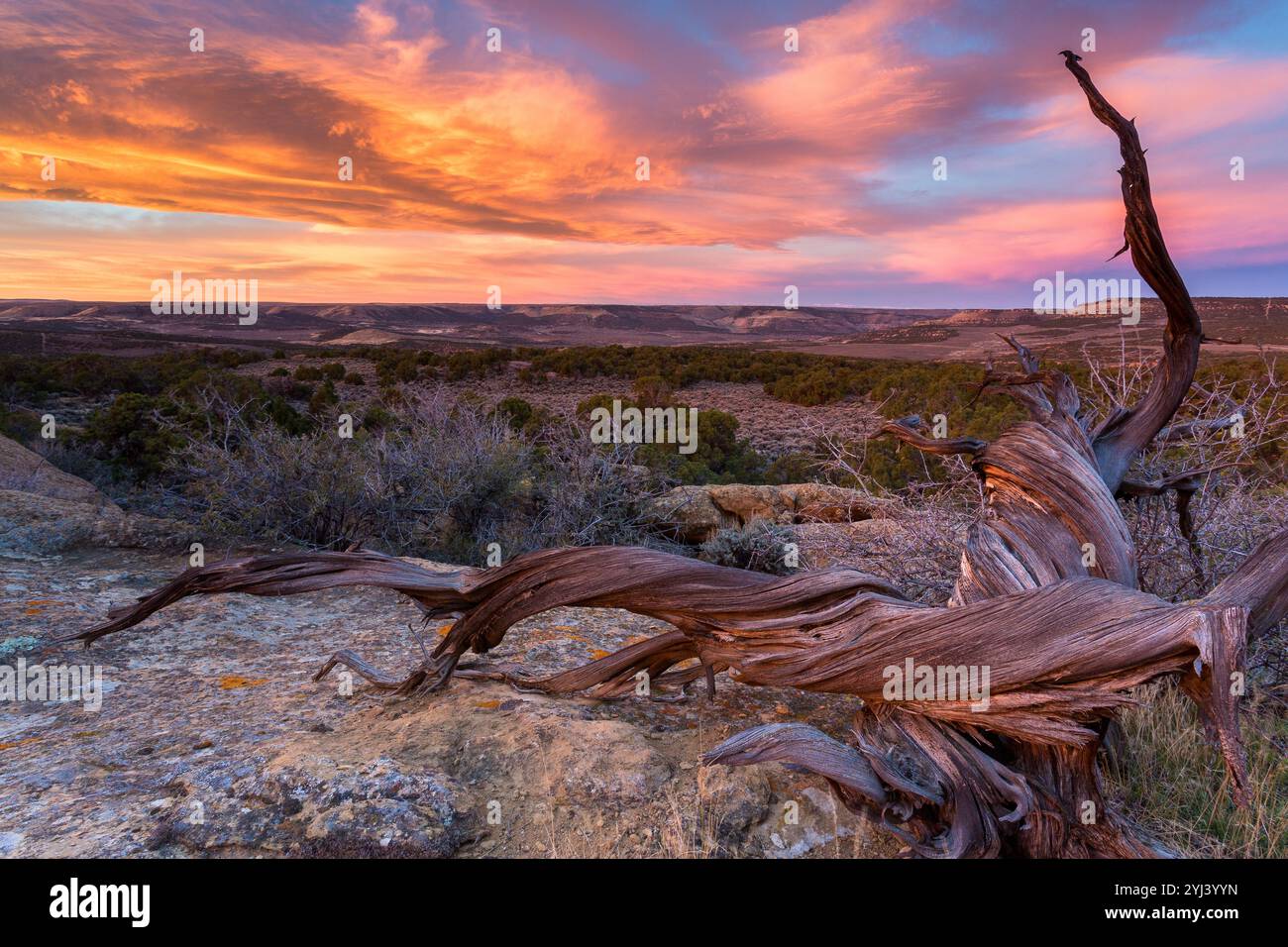 Dead juniper tree log lying below a fiery sunrise, southern Wyoming ...