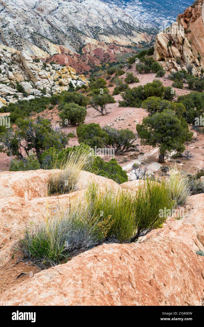 Desert grasses growing from the rocky cracks along a geologic break in ...