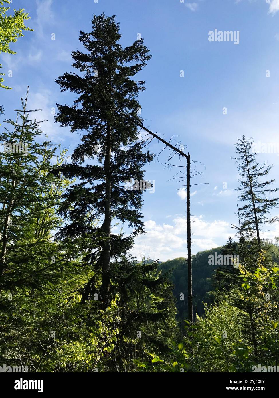 Tall evergreen trees create hi-res stock photography and images - Alamy