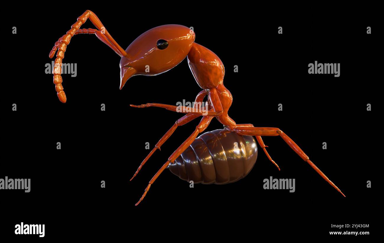 Formica rufa or red wood ant when threatened, raising its abdomen and ...