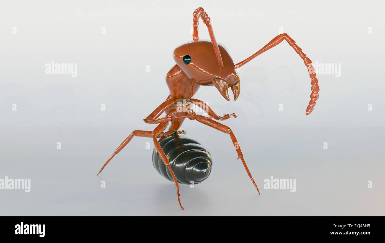 Wide abdomen hi-res stock photography and images - Alamy