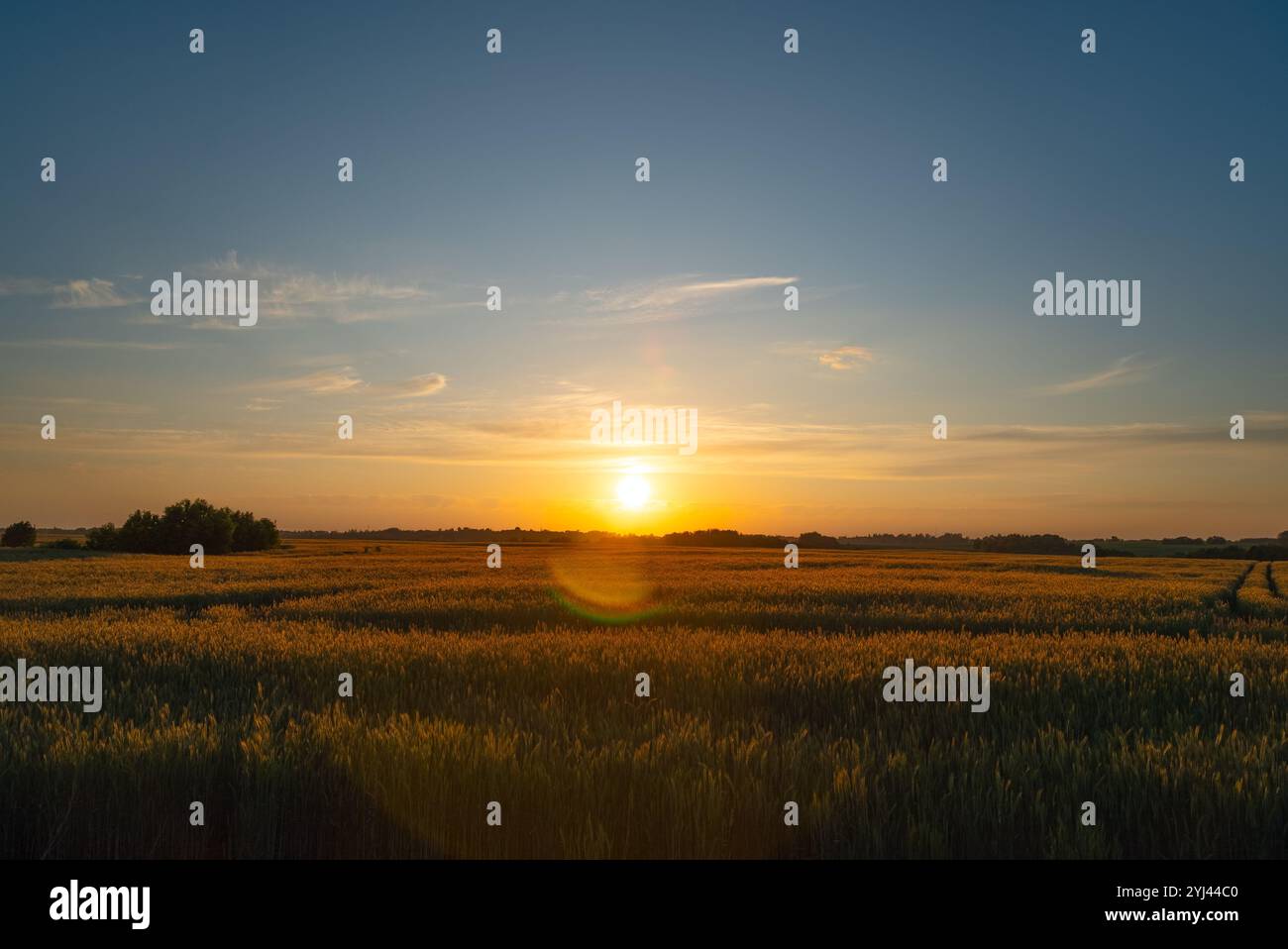 Sunset in spring over wheat hi-res stock photography and images - Alamy