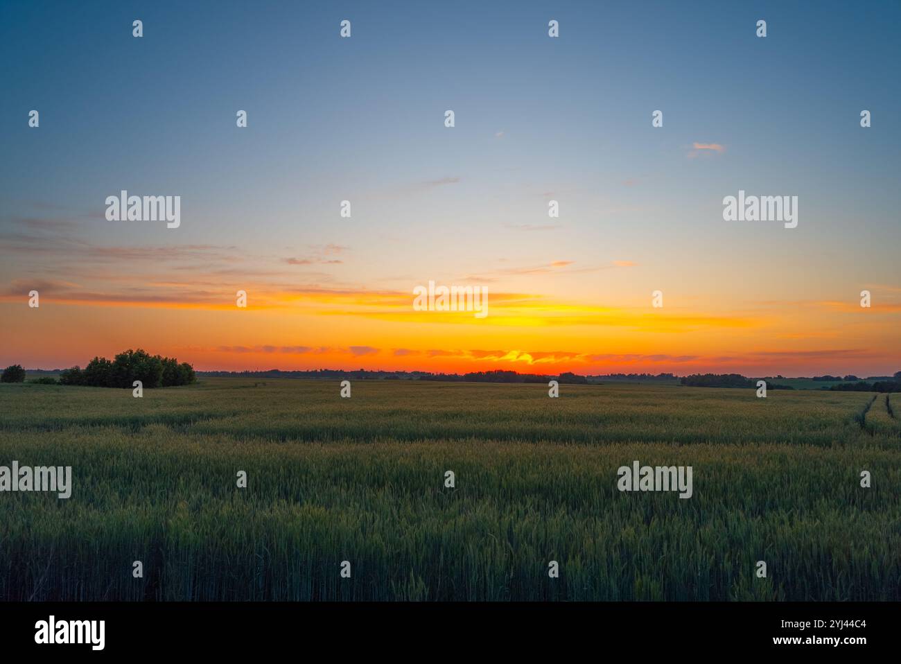 Sunset in spring over wheat hi-res stock photography and images - Alamy