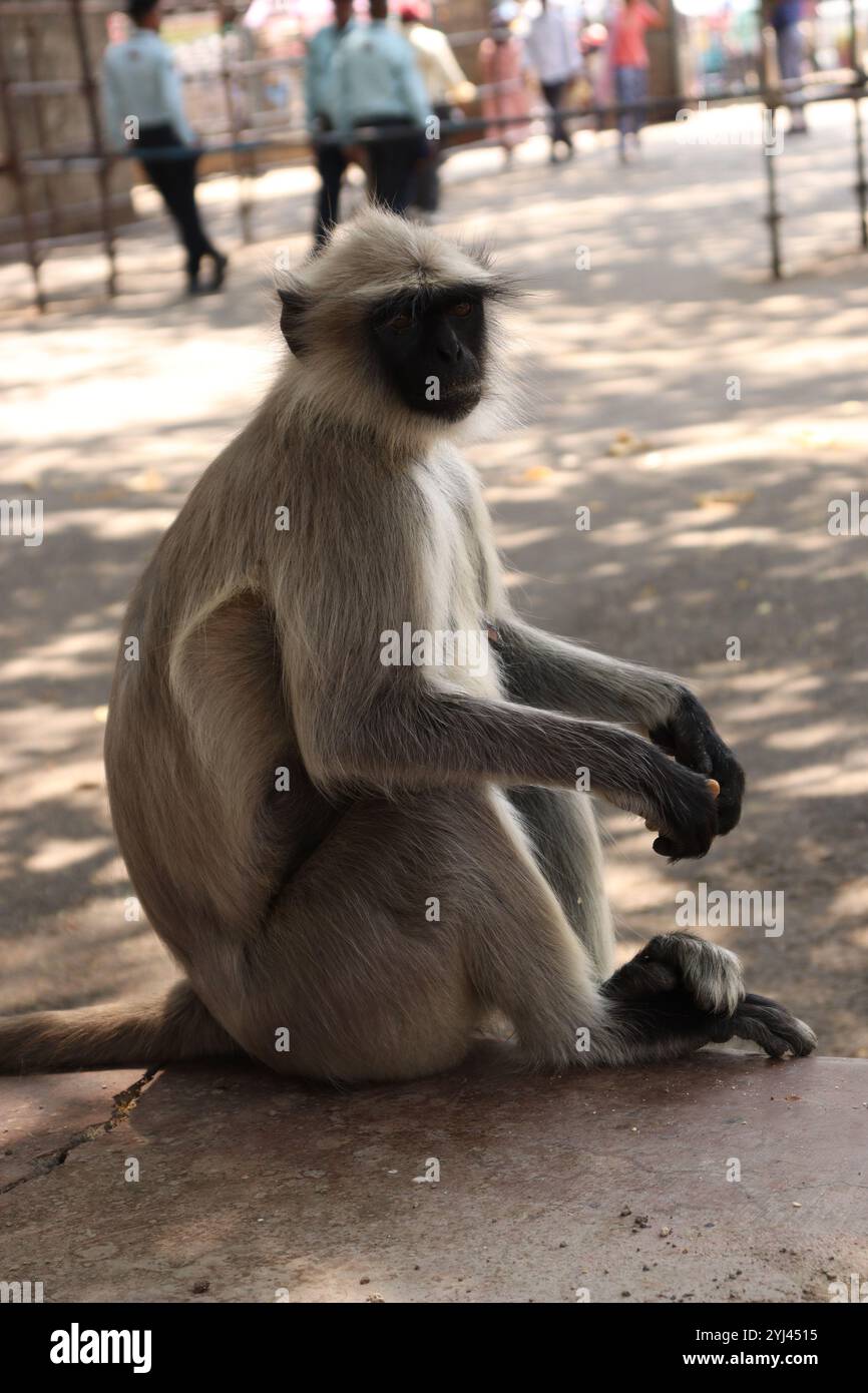 Monkey wallpapers hi-res stock photography and images - Alamy