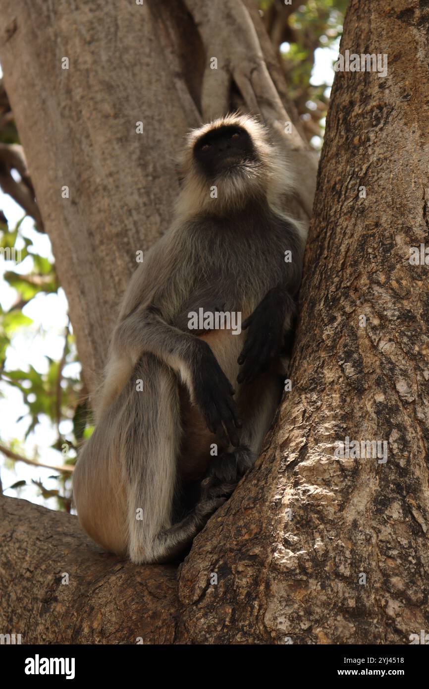 Monkey wallpapers hi-res stock photography and images - Alamy