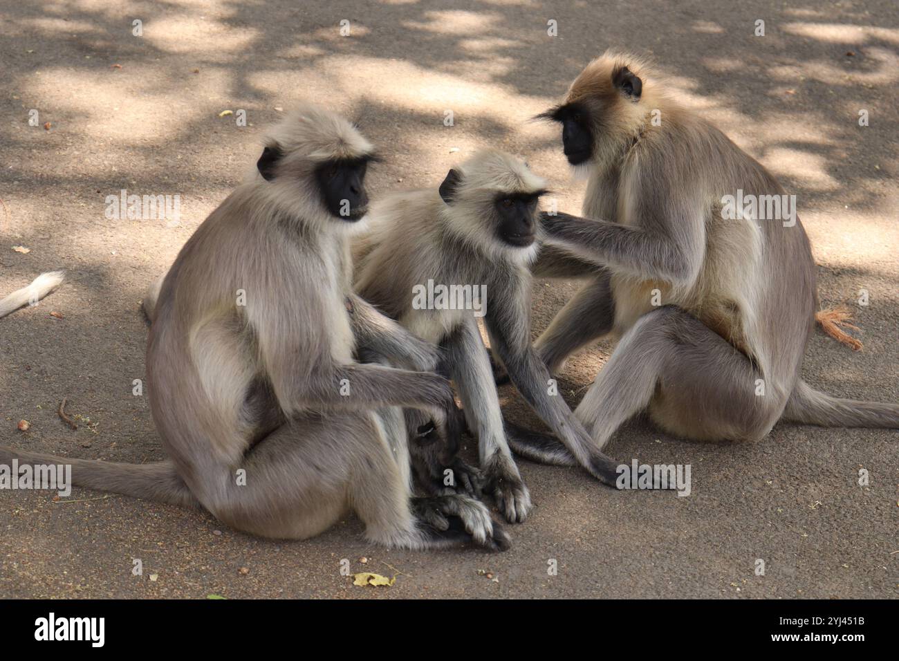 Monkey trio hi-res stock photography and images - Alamy