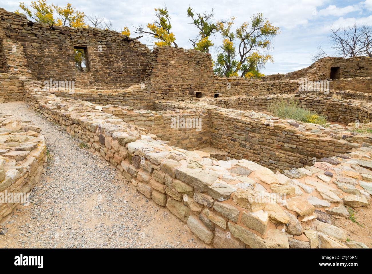 Fall cottonwood trees standing above Indian ruins, Aztec Ruins National ...