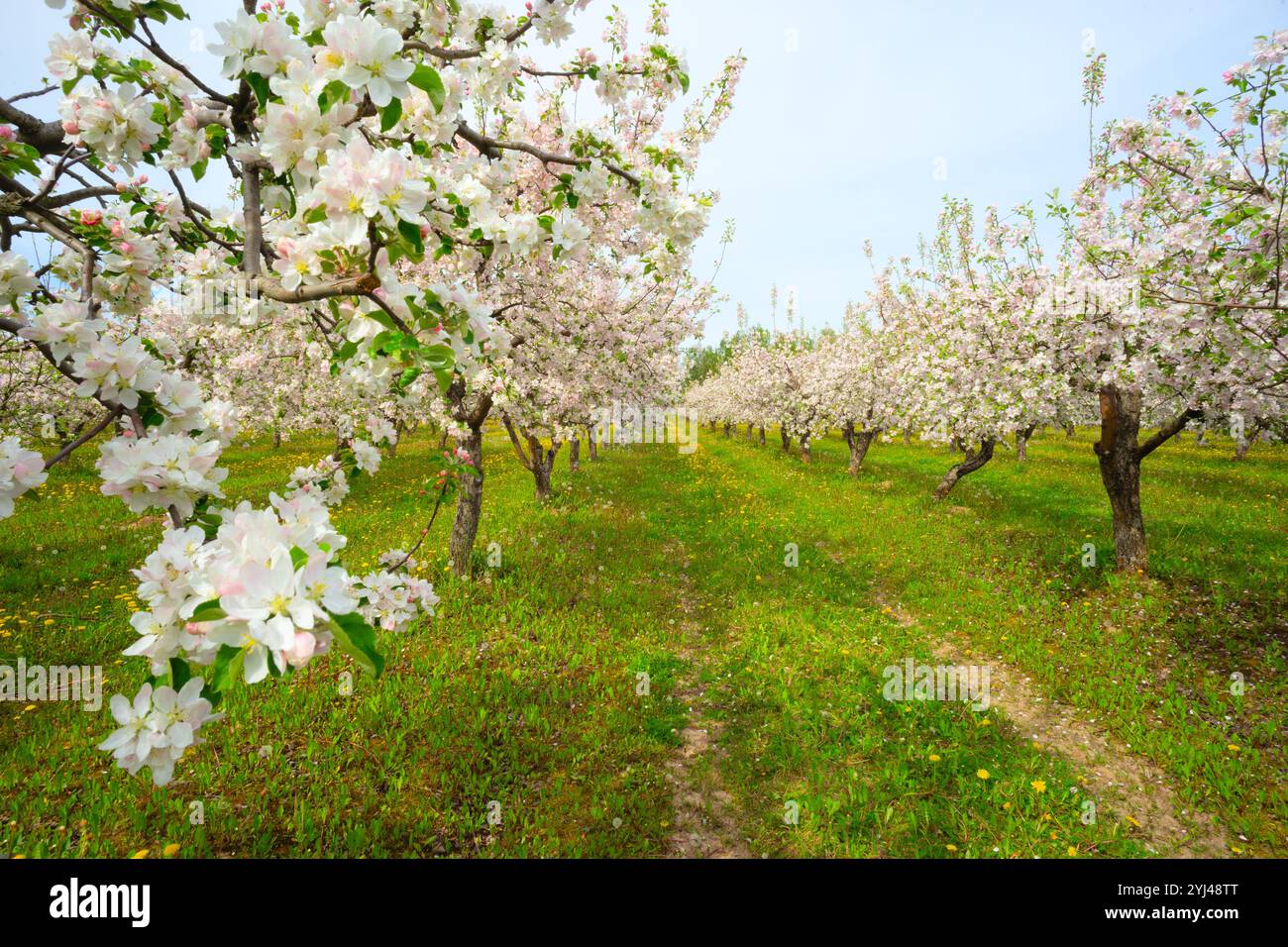 Row orchard apple trees hi-res stock photography and images - Alamy