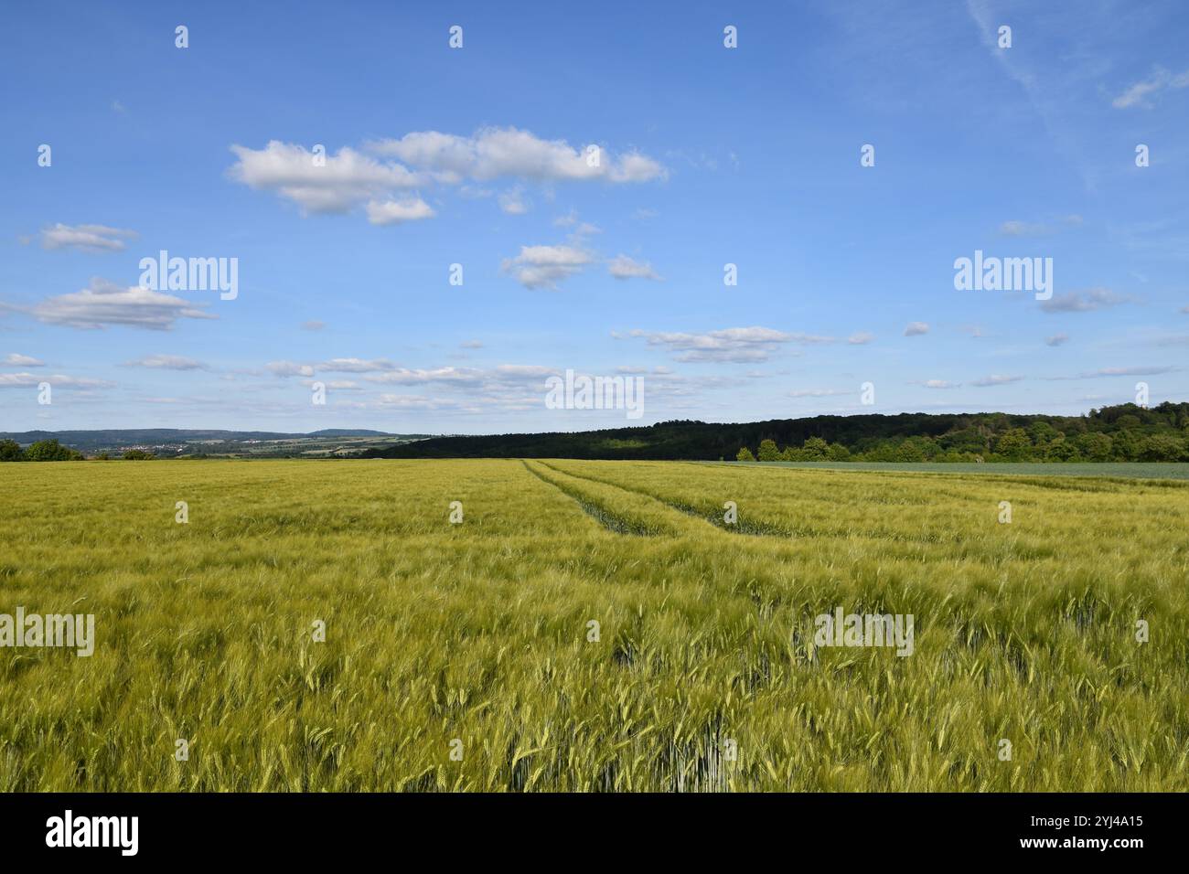 Field landscape and blue sky Stock Photo - Alamy