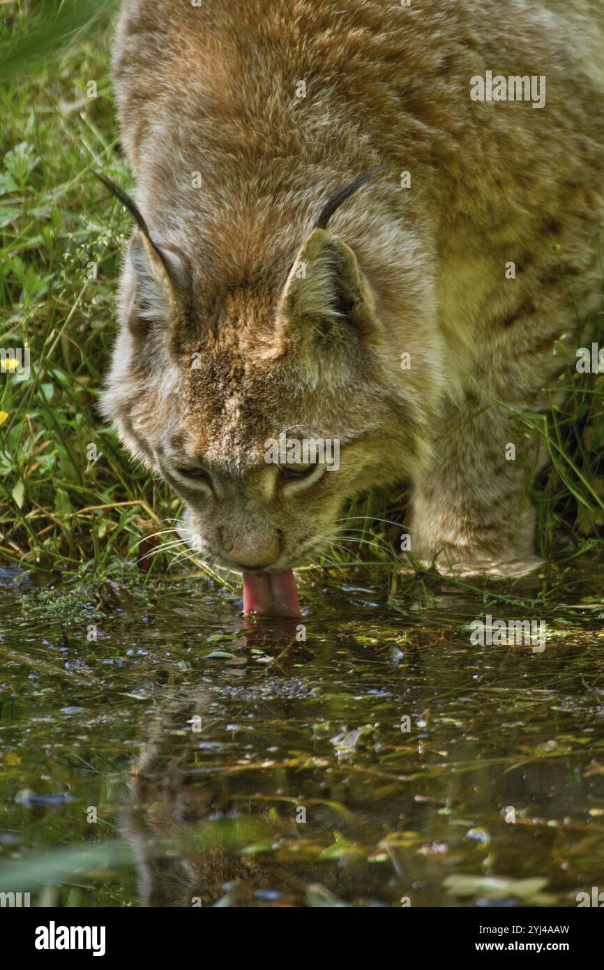 Lynx animals hi-res stock photography and images - Alamy