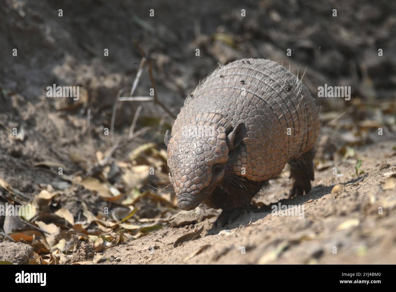 Armadillos natural habitat hi-res stock photography and images - Alamy