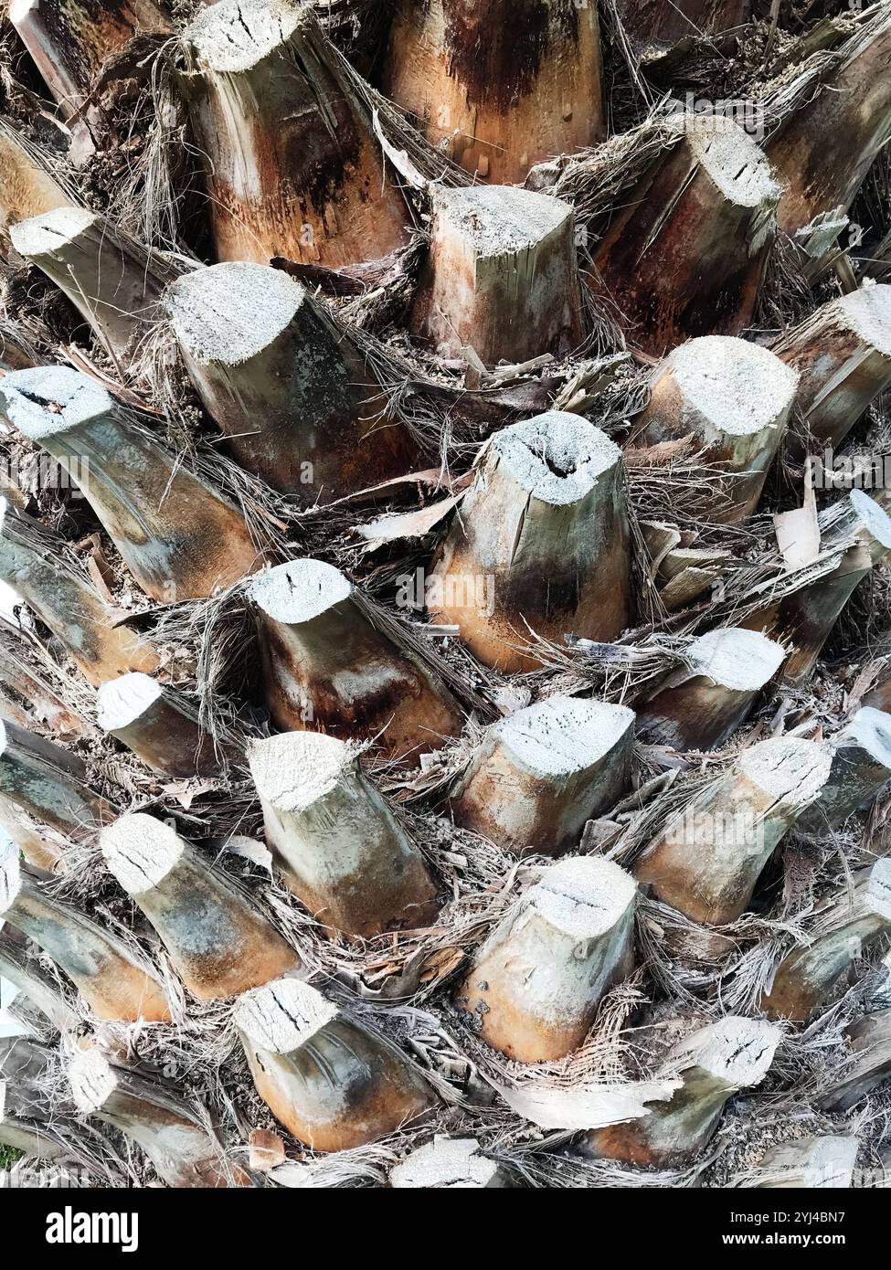 Showcasing detailed cross sections hi-res stock photography and images ...