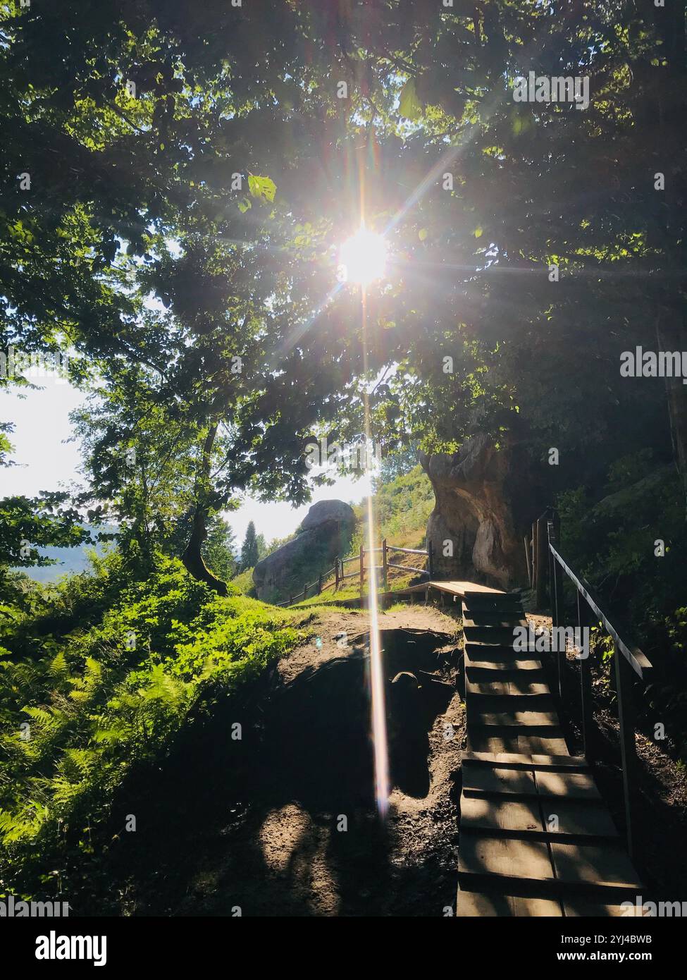 Sunlight pierces a verdant forest canopy, illuminating a wooden pathway ...