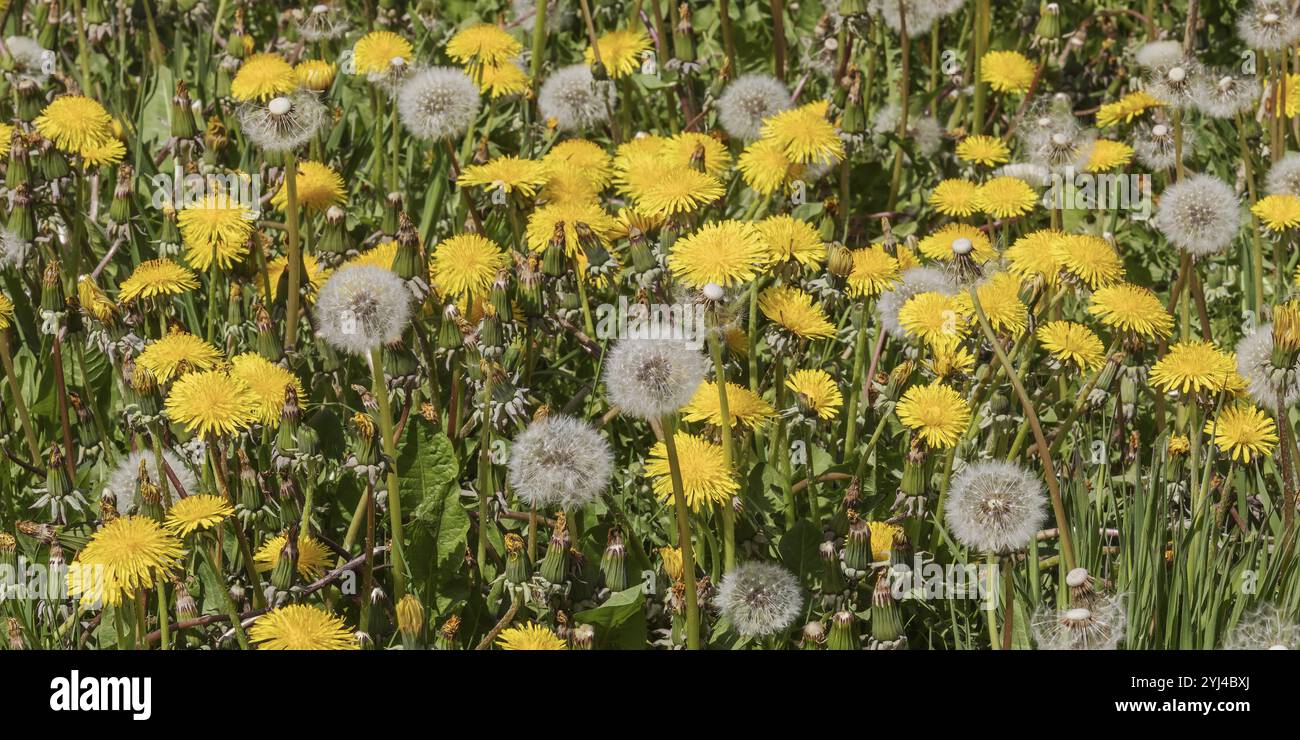 Flowers and seed heads (clocks) of the dandelion (Taraxacum officinale ...