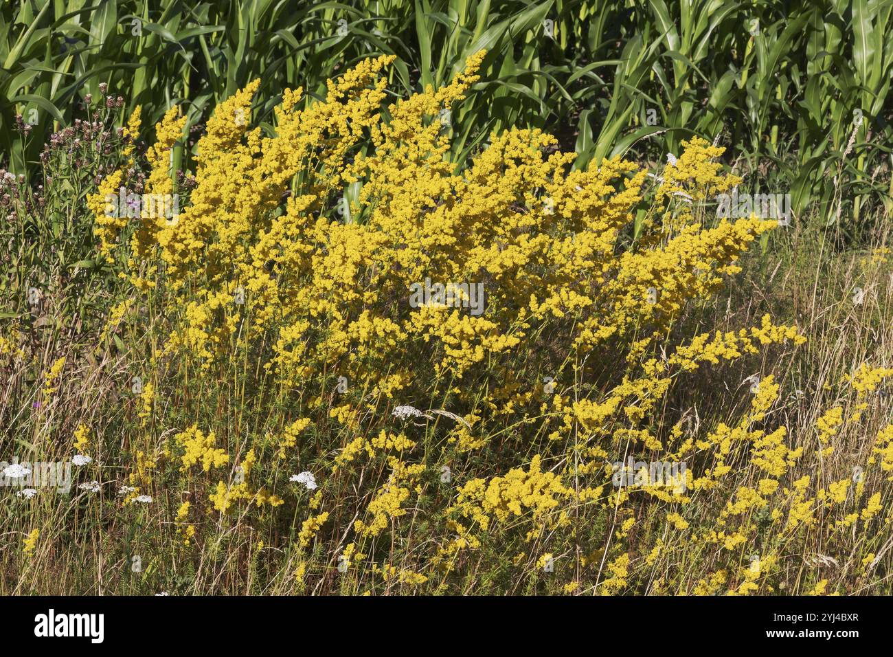 Lady's bedstraw (Galium verum, lady's bedstraw) in bloom at the edge of ...