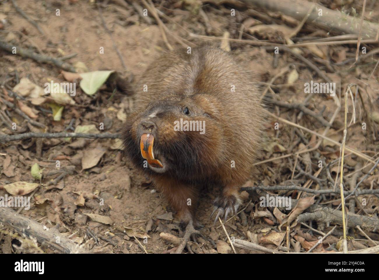 A tuco-tuco rodent (Ctenomys converi) with prominent orange teeth ...