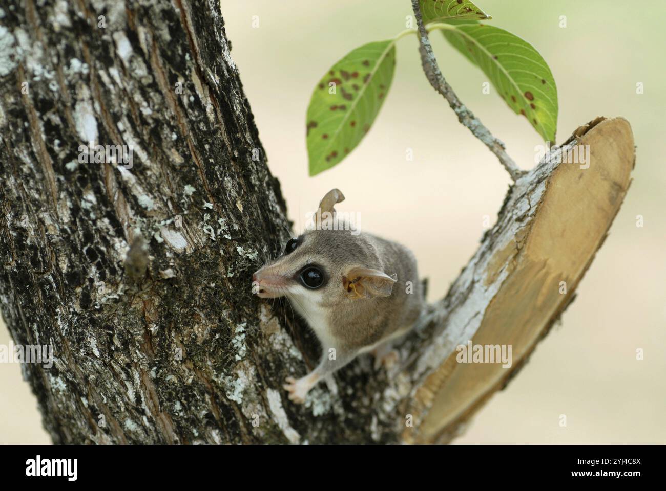 Elegant fat tailed mouse opossum hi-res stock photography and images ...