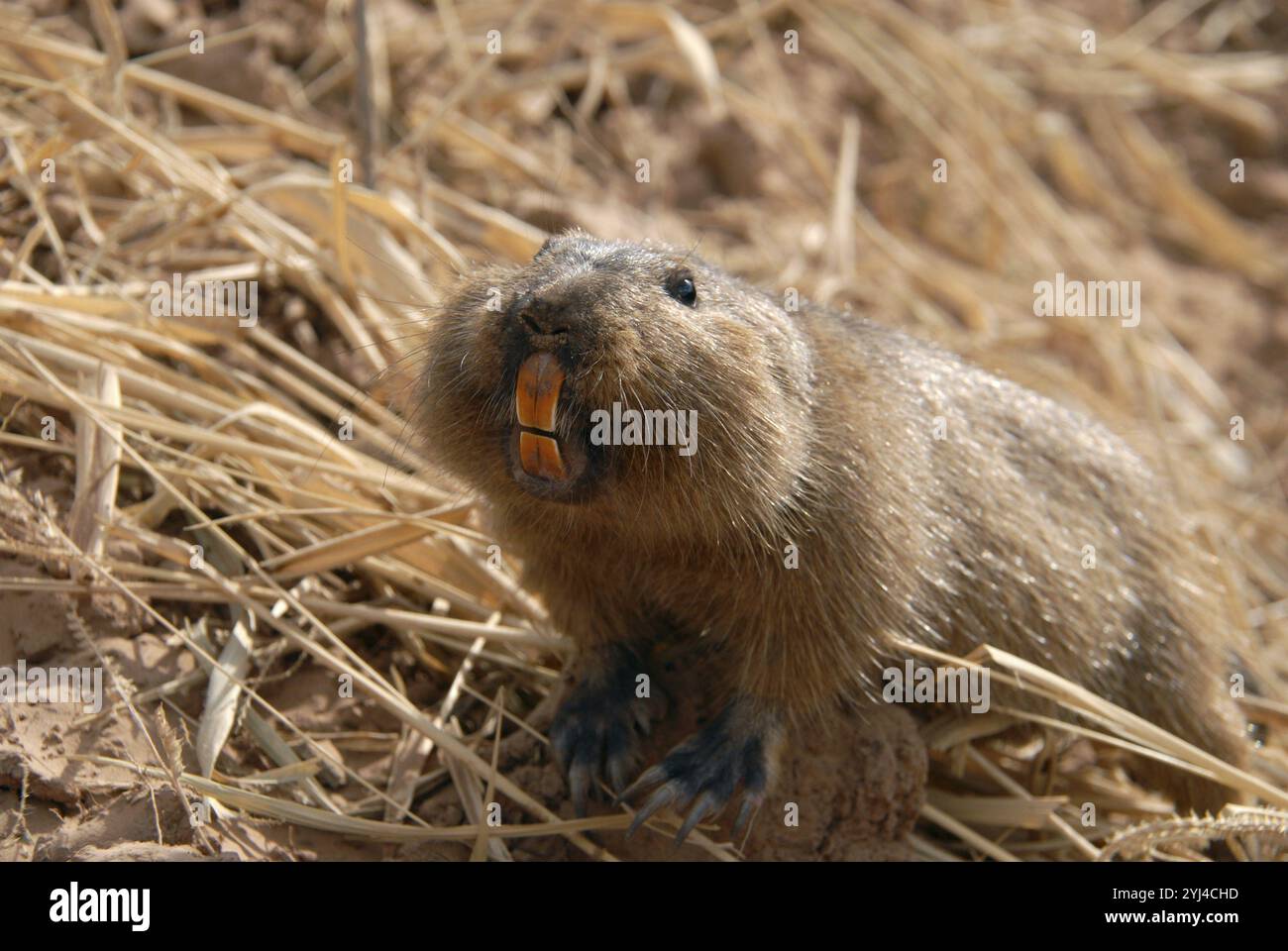 A tuco-tuco rodent (Ctenomys converi) with prominent orange teeth ...