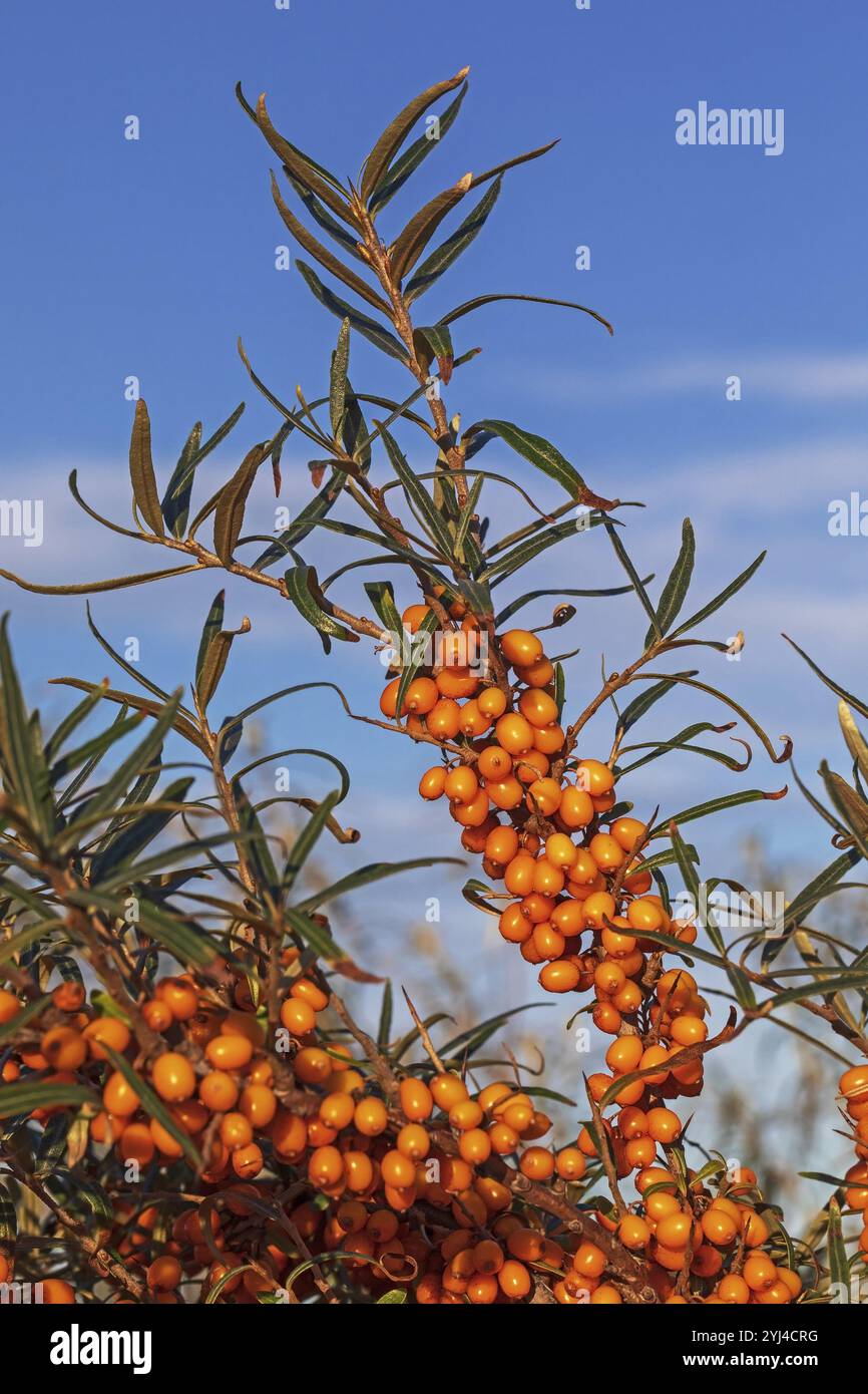Berries and leaves of the sea buckthorn (Hippophae rhamnoides, sea ...