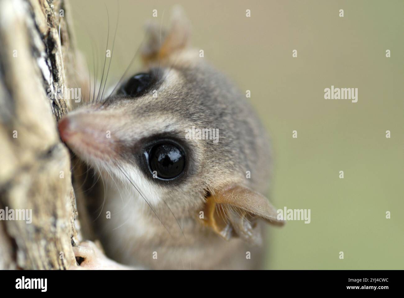 A close-up of a small fat-tailed mouse opossum (Thylamys elegans ...