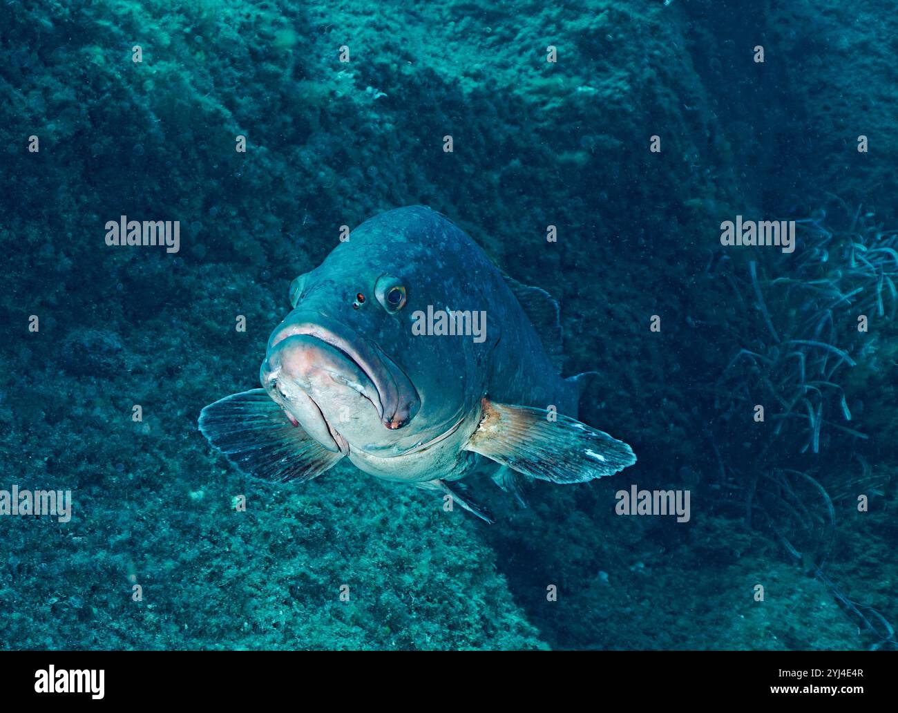 Marine life mediterranean grouper fish hi-res stock photography and images - Alamy