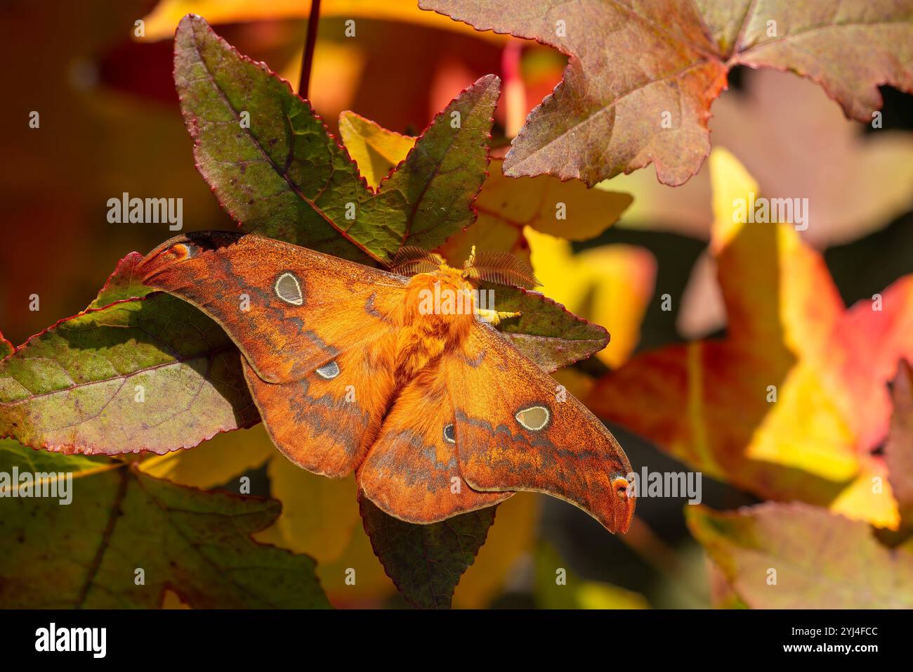 The squeaking silkmoth hi-res stock photography and images - Alamy