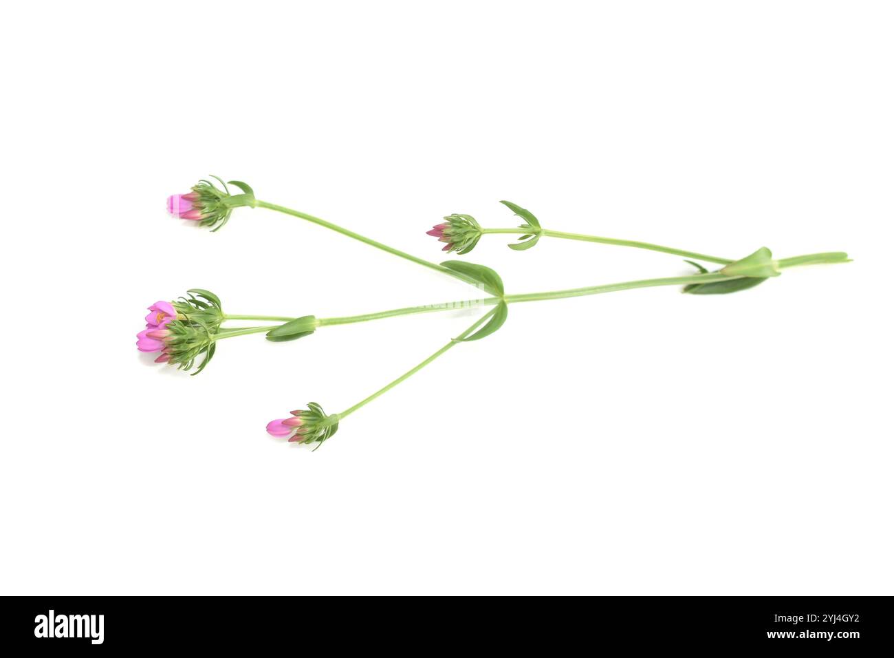 Feverwort Centaurium erythraea flowering pink flowers on white ...