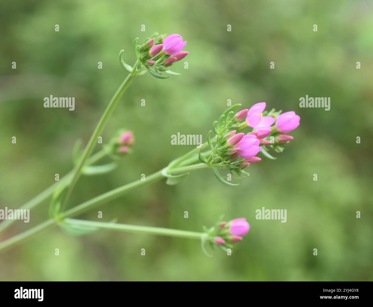 Feverwort Centaurium erythraea flowering pink flowers Stock Photo - Alamy