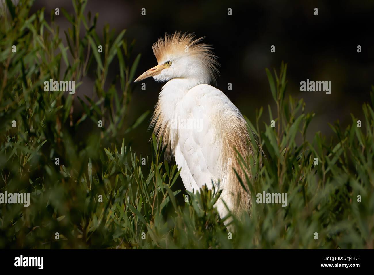 Western Cattle Egret (Bubulcus ibis) with raised breeding plumage in a ...