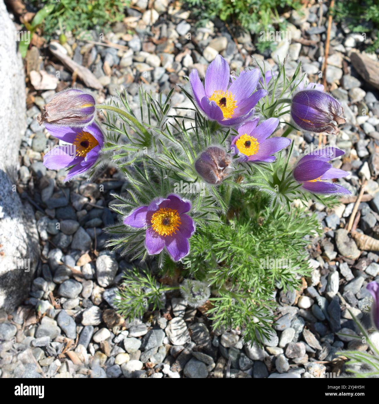 Fuzzy Purple Flower Identification