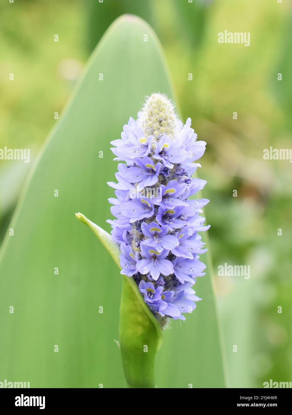 Aquatic plant pickerelweed Pontederia cordata blue flower Stock Photo ...