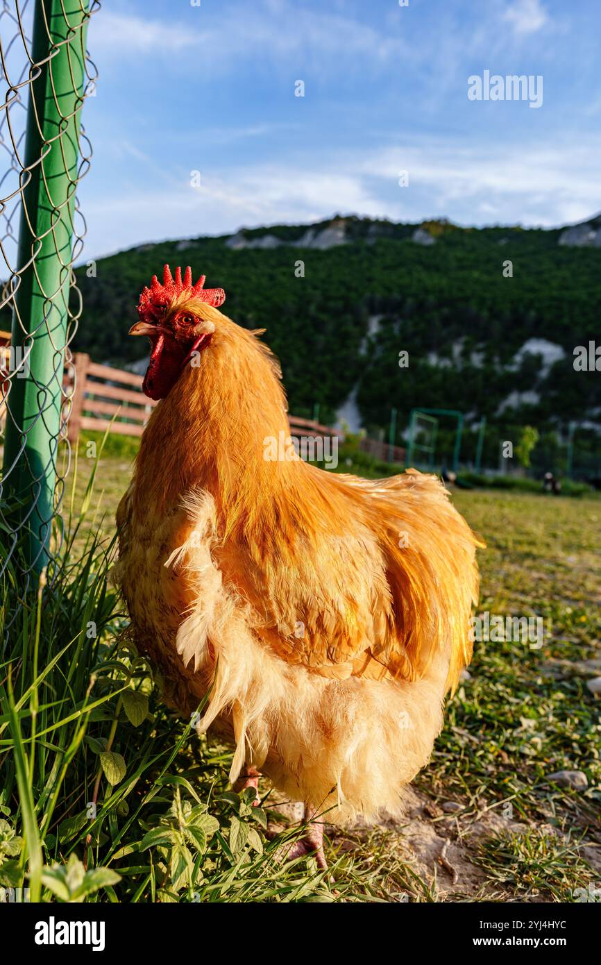 A vibrant golden hen standing in a lush green field under a clear sky ...