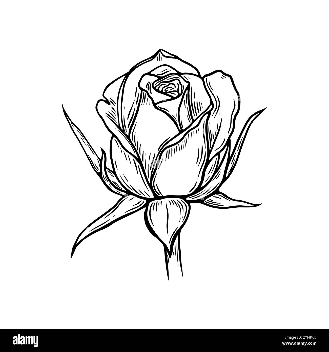 Black and white rose pencil drawing Stock Vector Images - Alamy