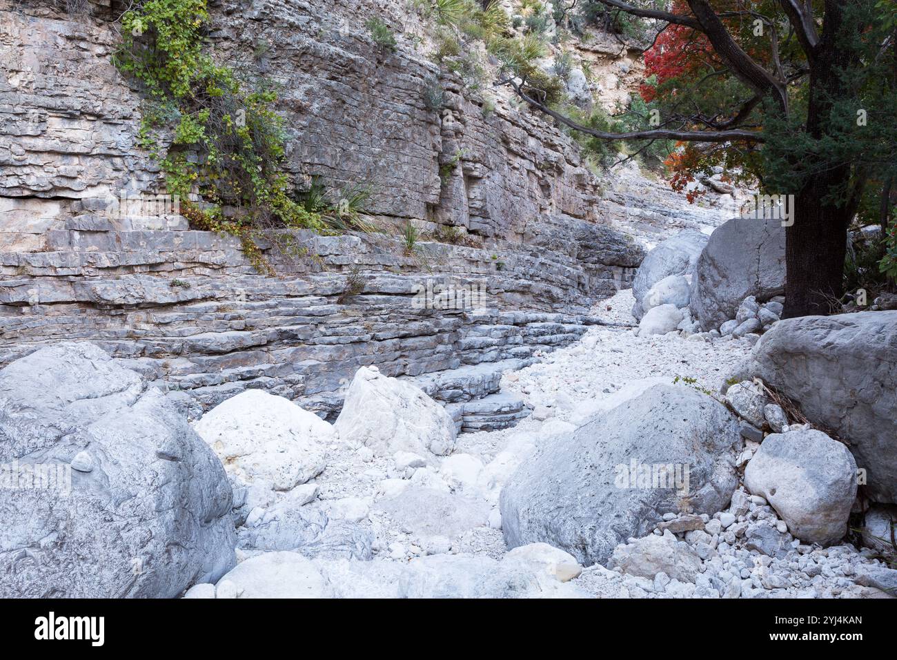 The Pine Springs Canyon Trail winding through a dry creek bed ...