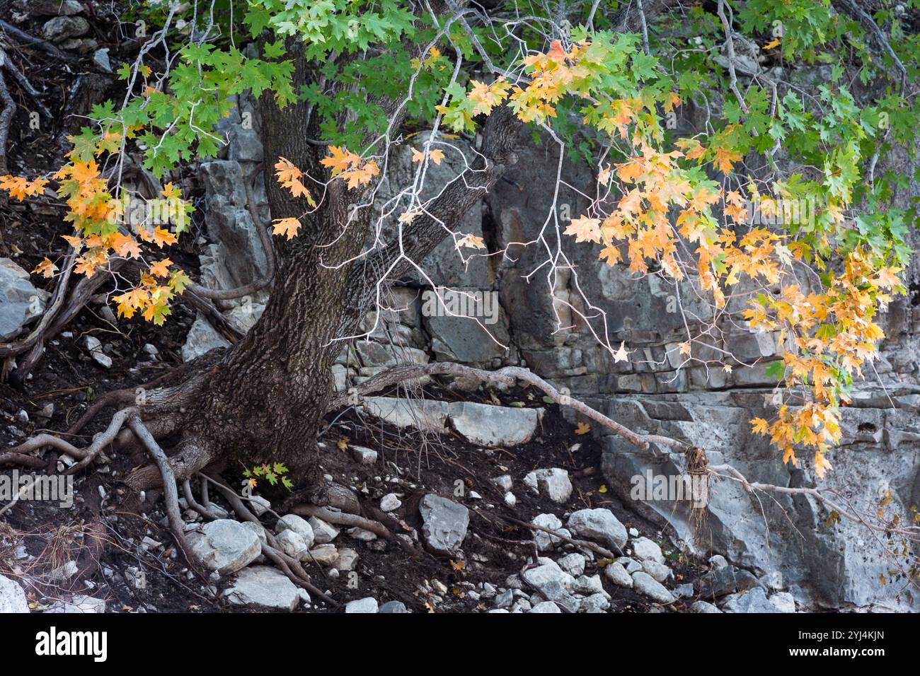 Maple tree leaves beginning to change for fall, Guadalupe Mountains ...