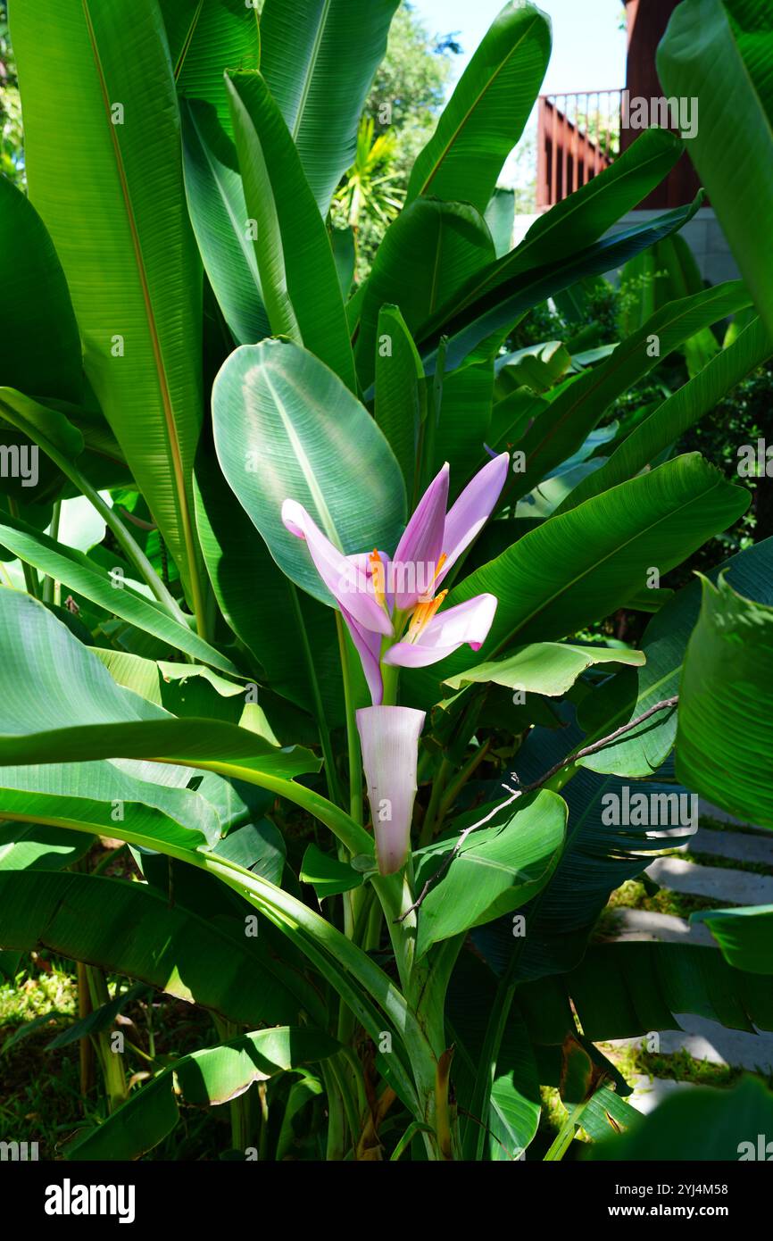 Pink banana tree musa hi-res stock photography and images - Alamy