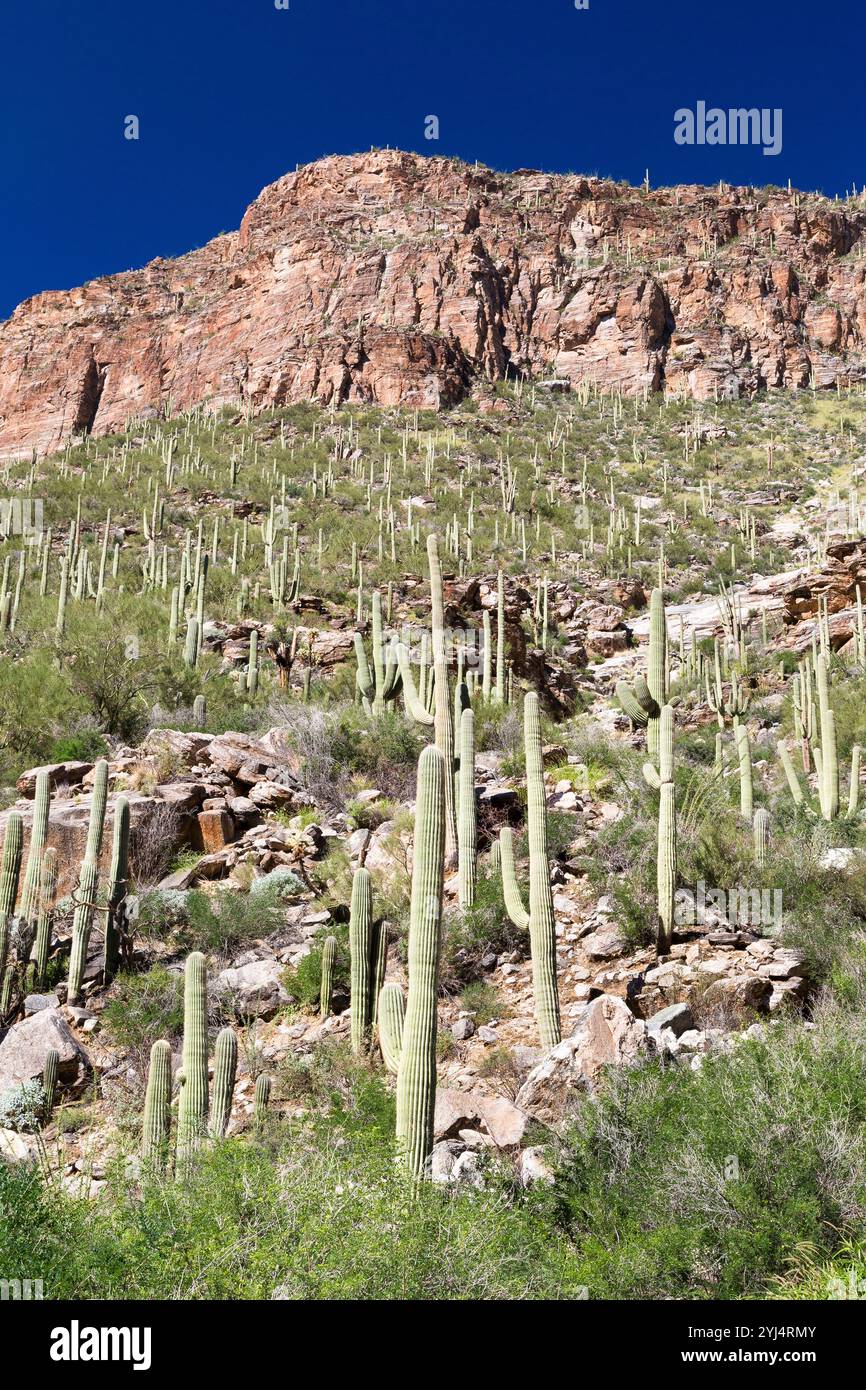 A forest of saguaro cacti ascending up a mountainside, Pusch Ridge ...