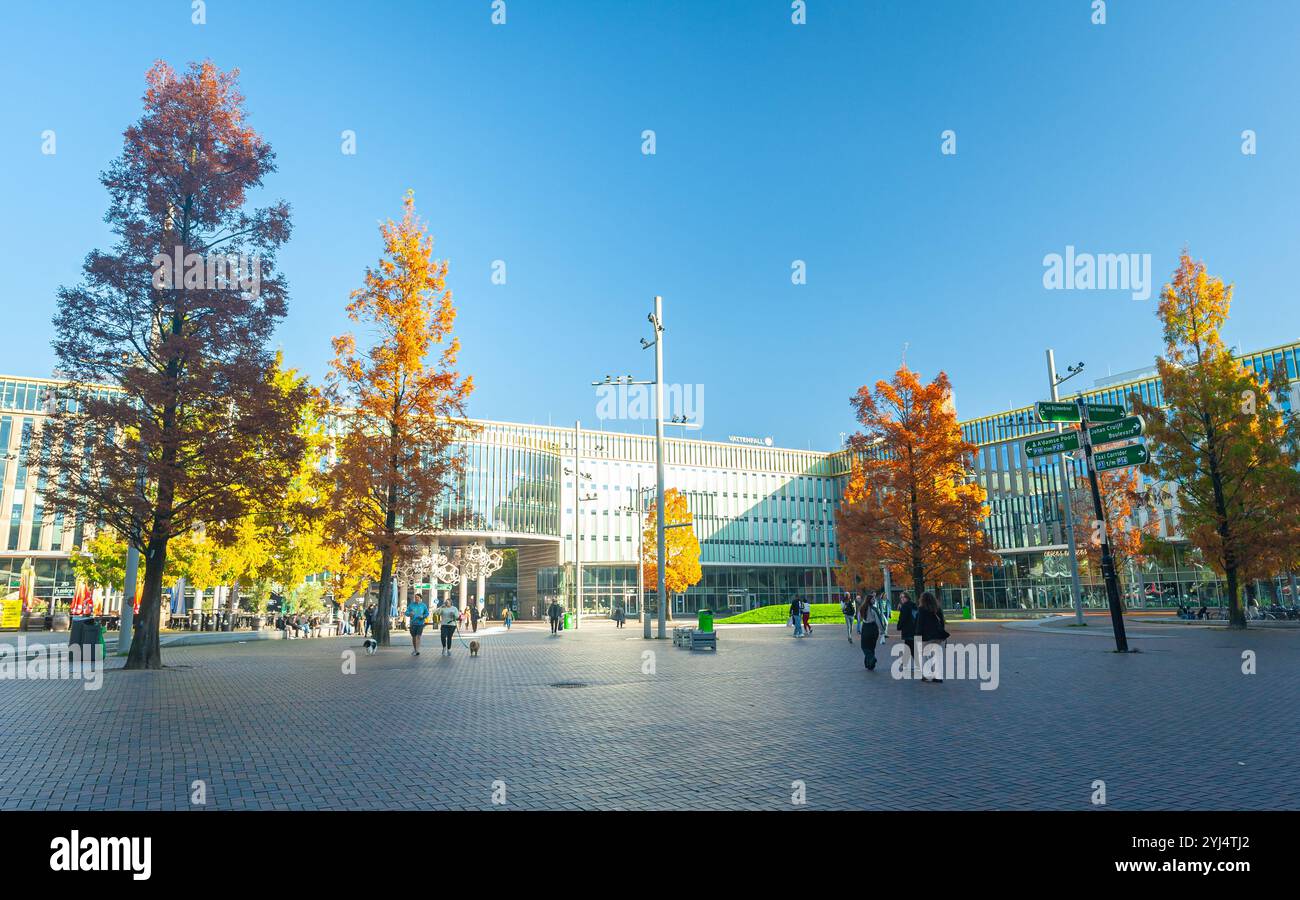 Modern town square with large dawn redwood trees in autumn colors near ...