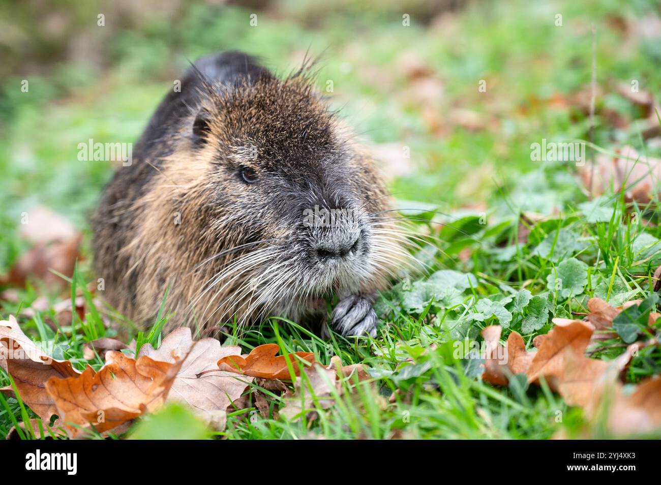 Nutria river rat, coypu herbivorous, semiaquatic rodent family ...