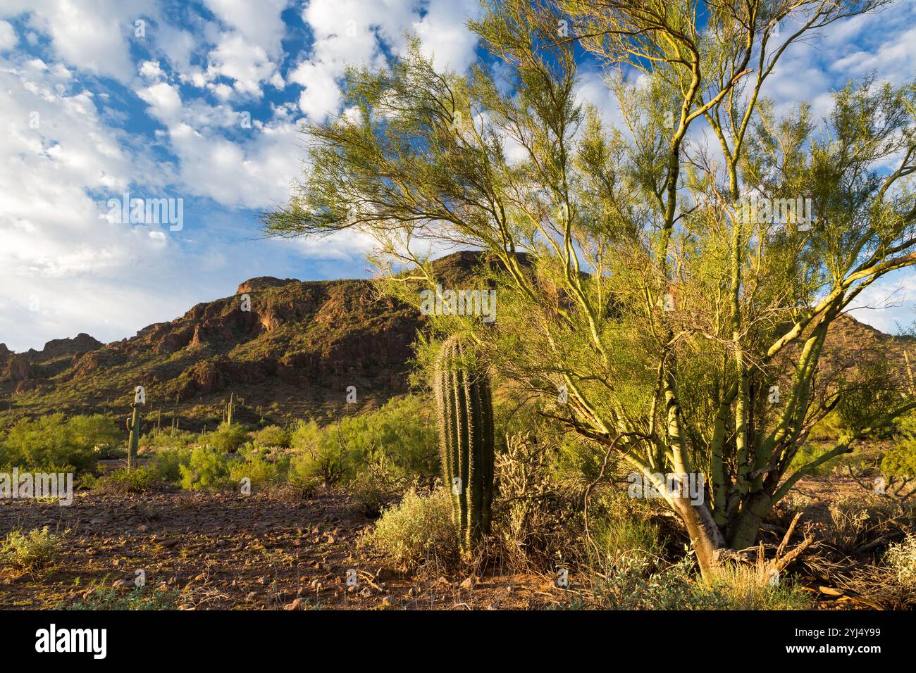 A young saguaro cactus growing below a large palo verde tree. Picacho ...
